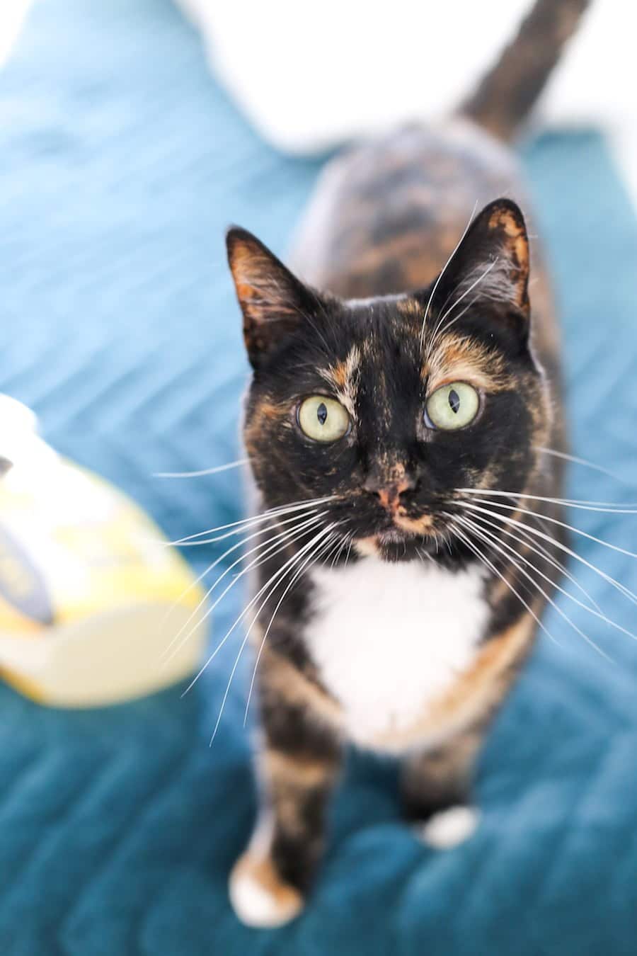 How To Stop A Cat From Peeing On The Bed