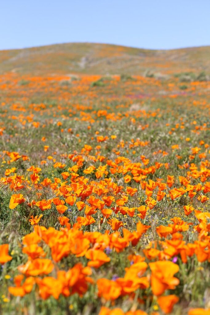 Guide to Visiting the Antelope Valley Poppy Fields in California ...