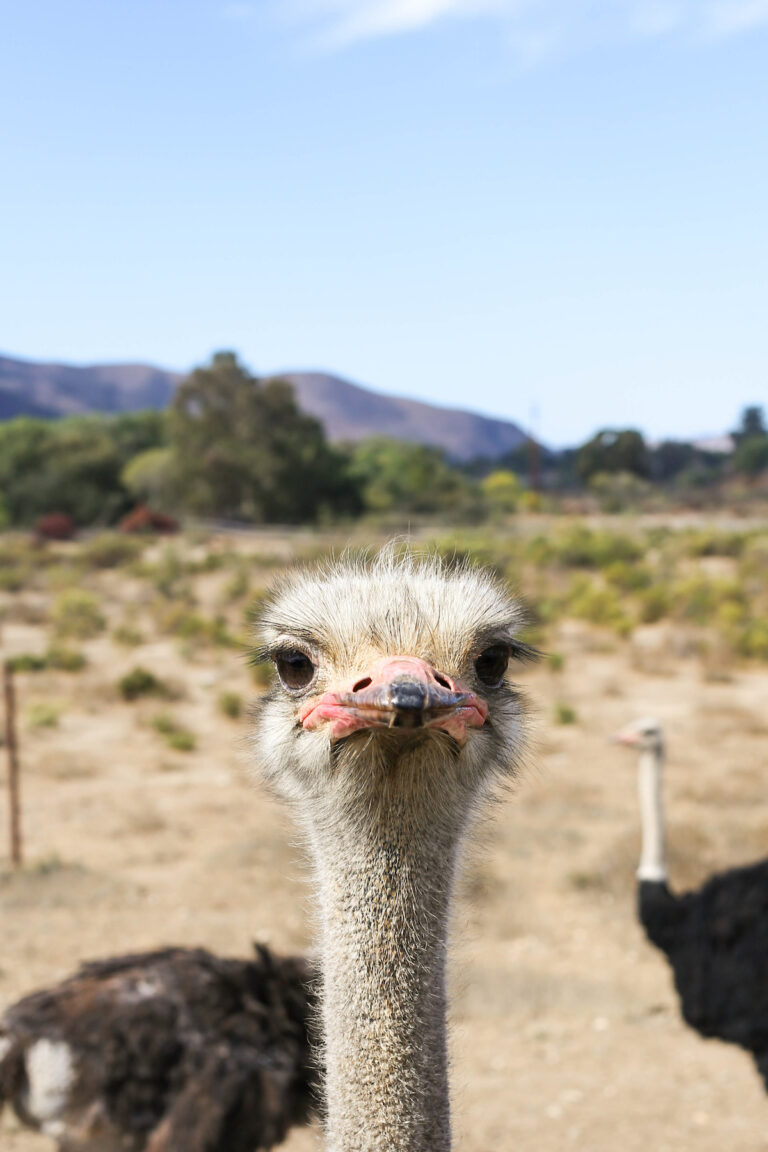 Feed an Ostrich at Ostrichland – Salty Canary