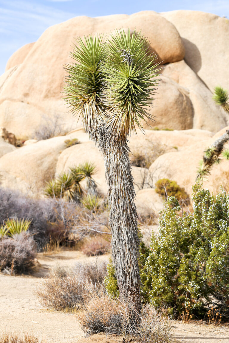A Travel Guide to Joshua Tree National Park and Gateway Towns – Salty ...